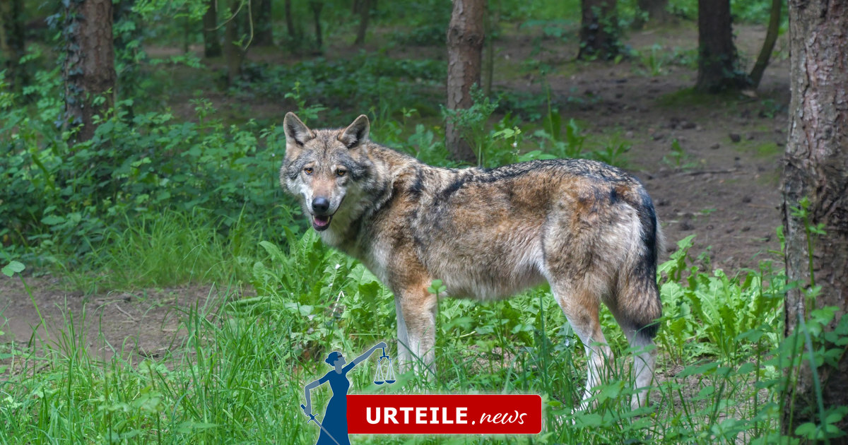 urteile.news | Abschuss des Wolfes „GW1986m“ im Westerwald bleibt gestoppt
